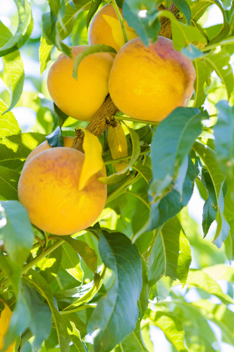 Melocotón - Daymus Fruits