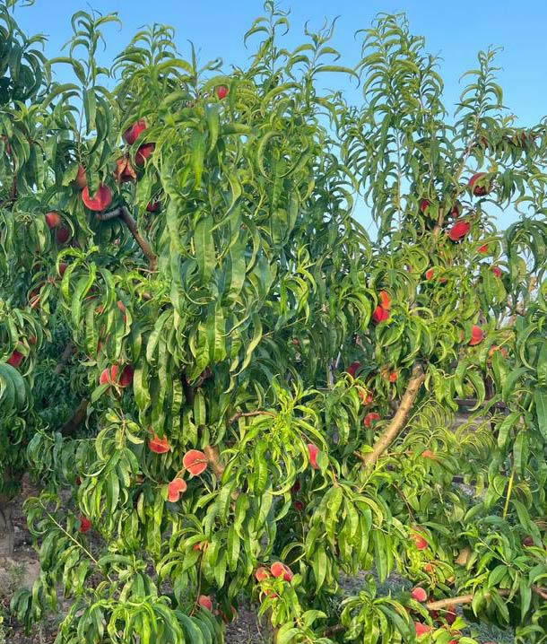 Paraguayo - Daymus Fruits